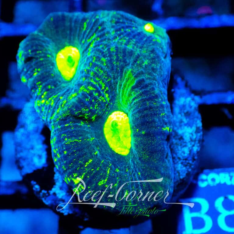 Reef Corner Europe • The Coral Specialists