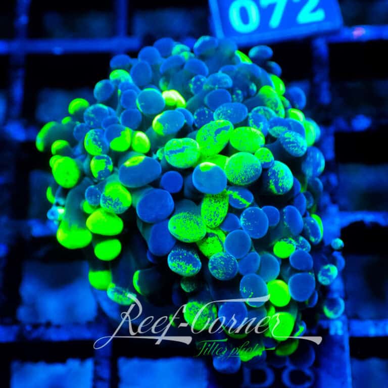 Reef Corner Europe • The Coral Specialists