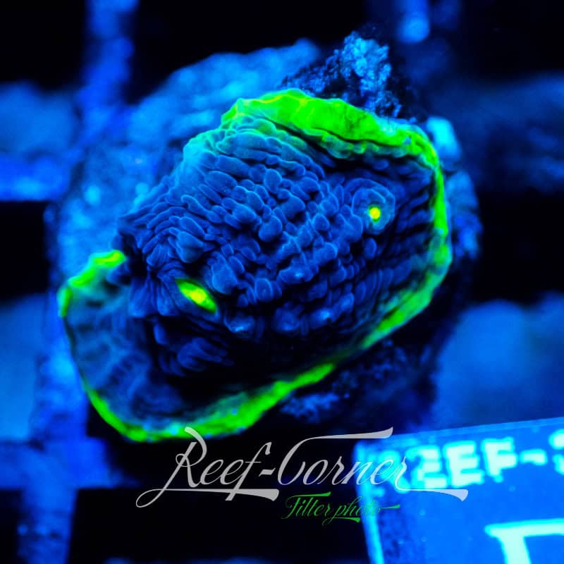 Reef Corner Europe • The Coral Specialists