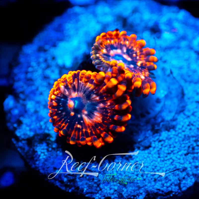 Reef Corner Europe • The Coral Specialists