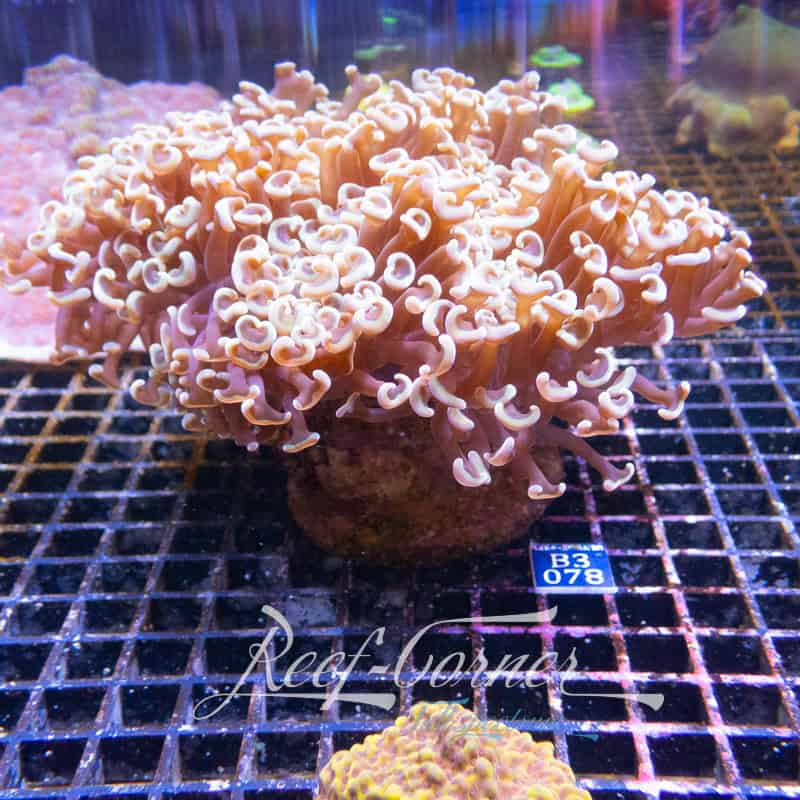 Ancora Gold • Reef Corner Europe