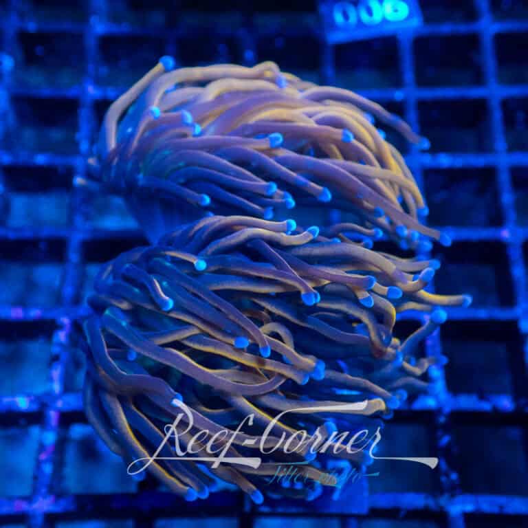 Reef Corner Europe • The Coral Specialists