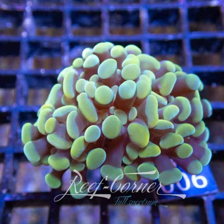 Reef Corner Europe • The Coral Specialists