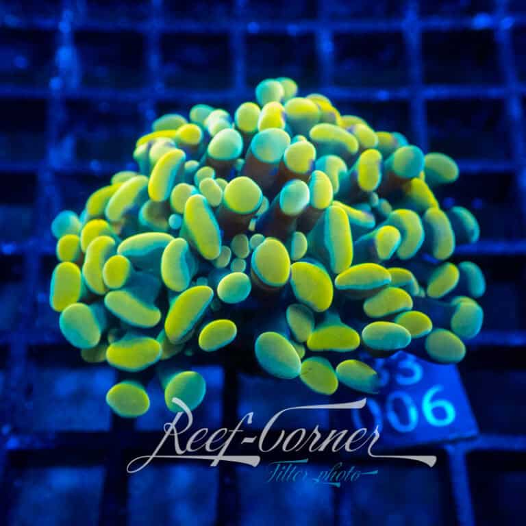 Reef Corner Europe • The Coral Specialists