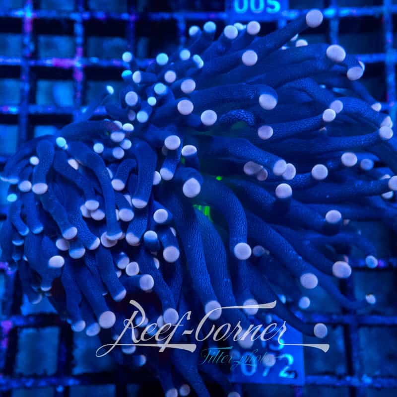 Reef Corner Europe • The Coral Specialists