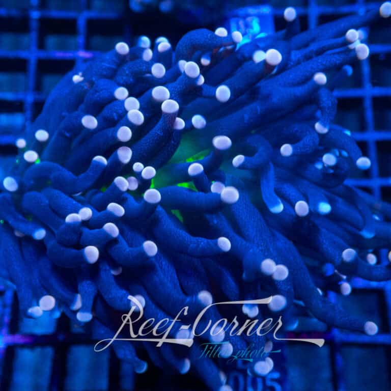 Reef Corner Europe • The Coral Specialists