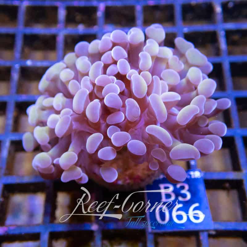 Reef Corner Europe • The Coral Specialists