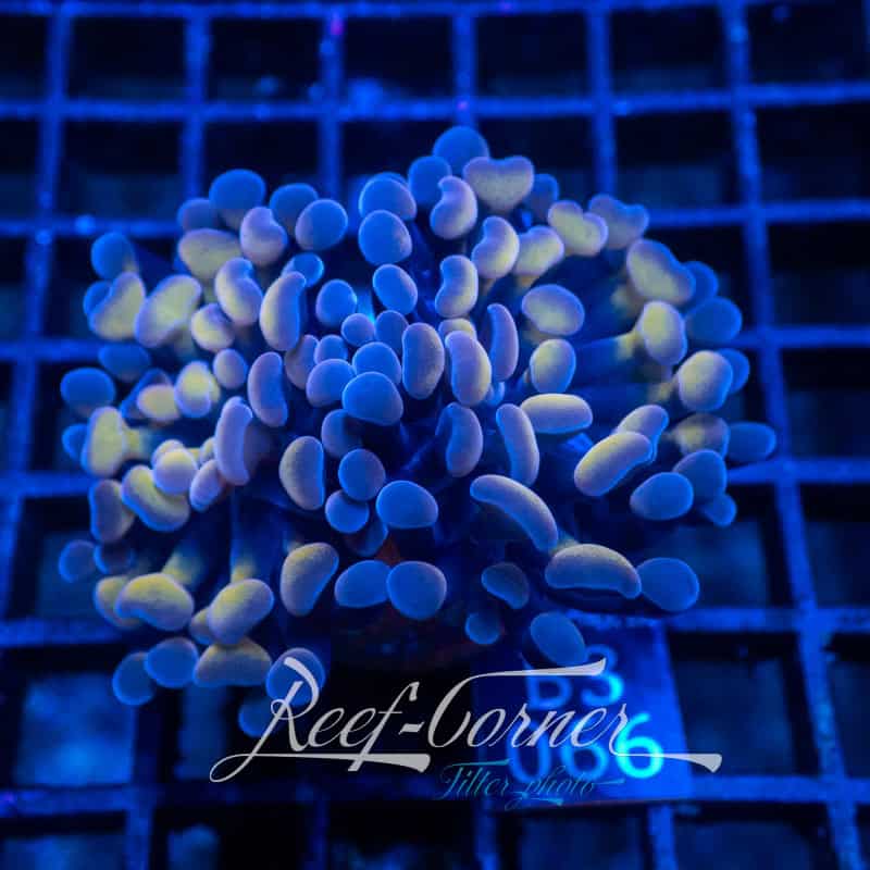 Reef Corner Europe • The Coral Specialists