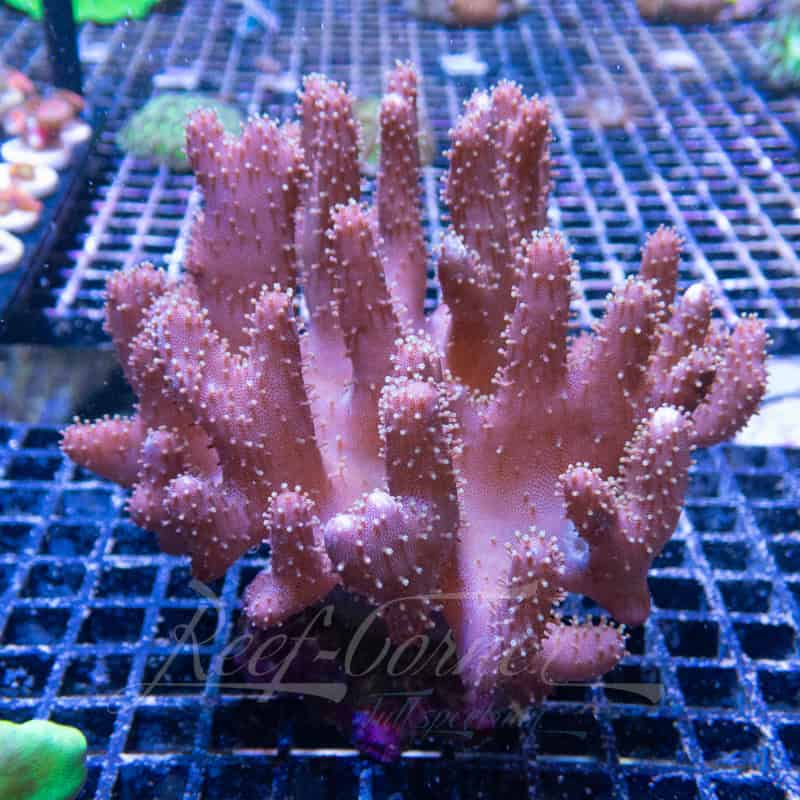 Lobophytum Sp Reef Corner Europe lobophytum-sp-reef-corner-europe
