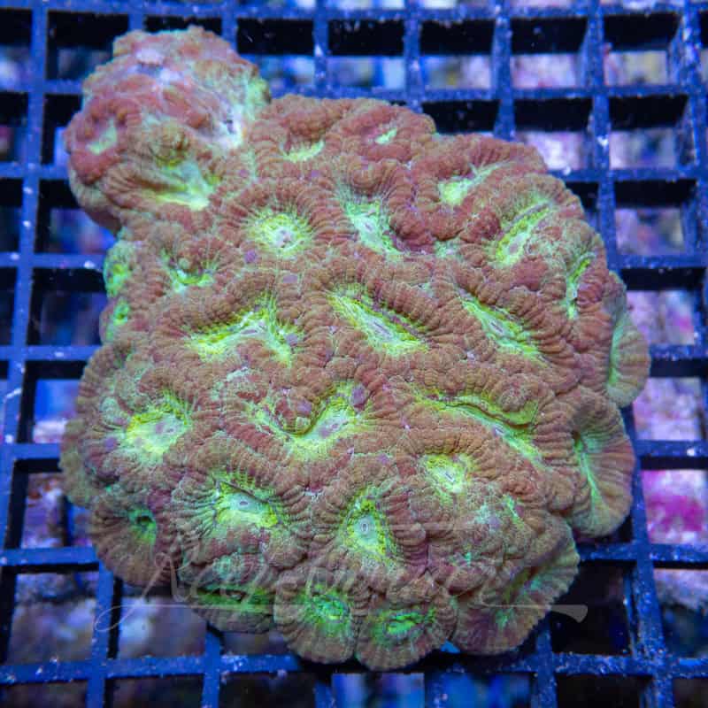 Favia spp colony - Reef Corner Europe