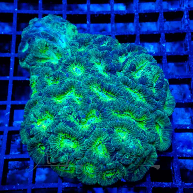 Favia spp colony - Reef Corner Europe