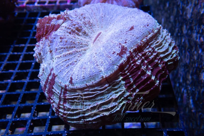 Acanthophyllia - Reef Corner Europe