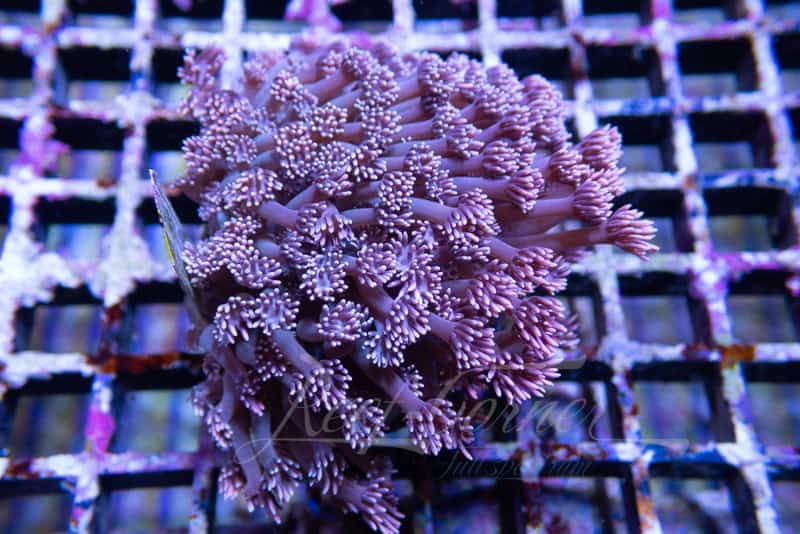 Goniopora Pink panther colony - Reef Corner Europe