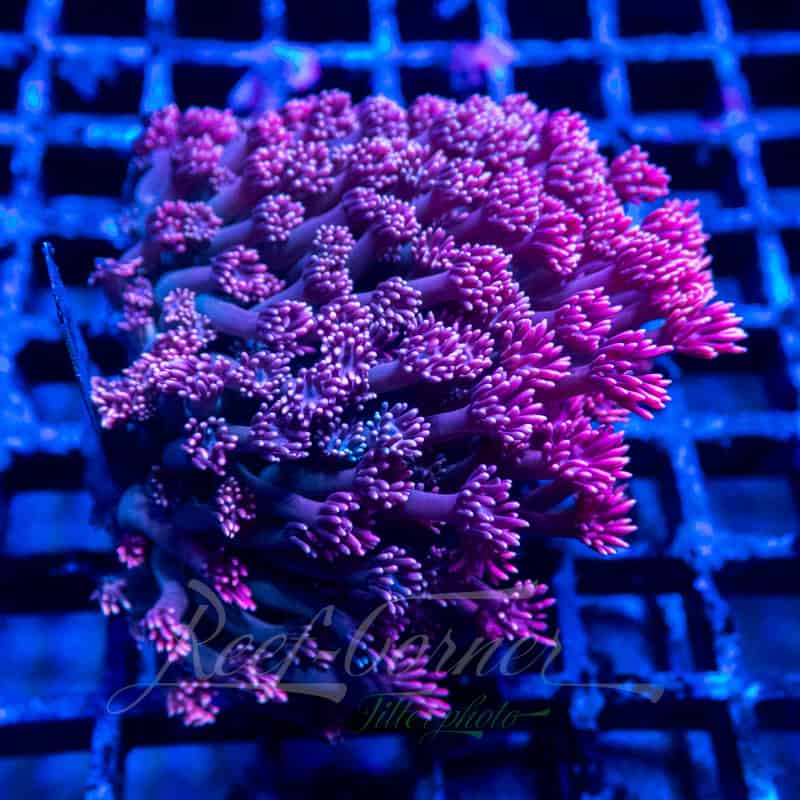 Goniopora Pink panther colony - Reef Corner Europe