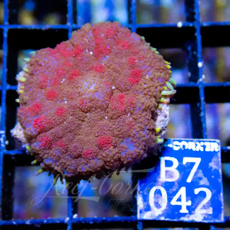 Dart Father Rhodactis • Reef Corner Europe