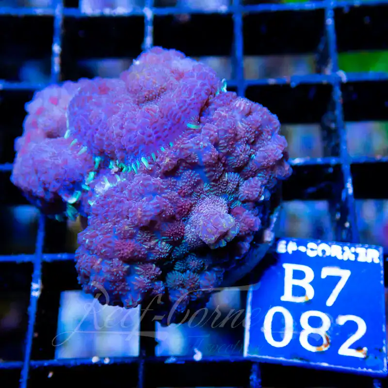 Rhodactis Colony - Reef Corner Europe
