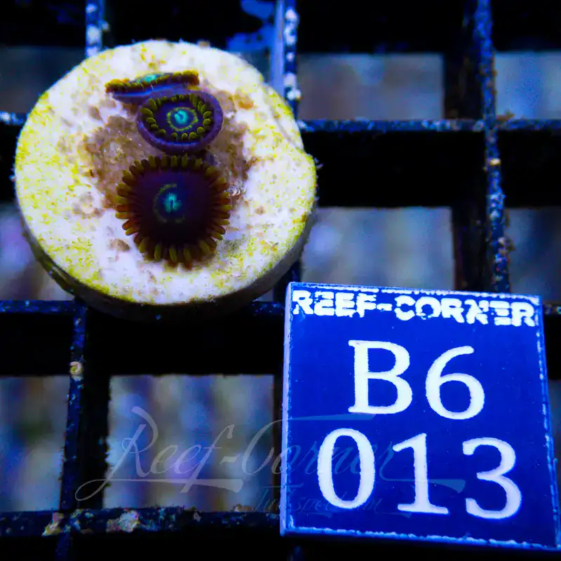 Blue Hornet Zoanthus - Reef Corner Europe