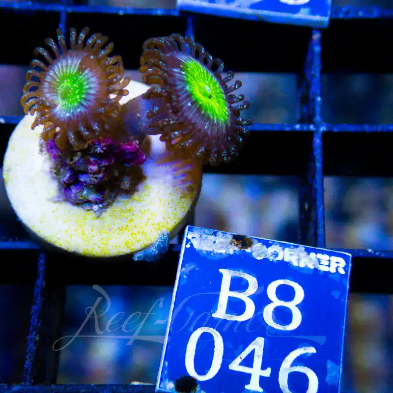 Zoanthus Granny smith - Reef Corner Europe