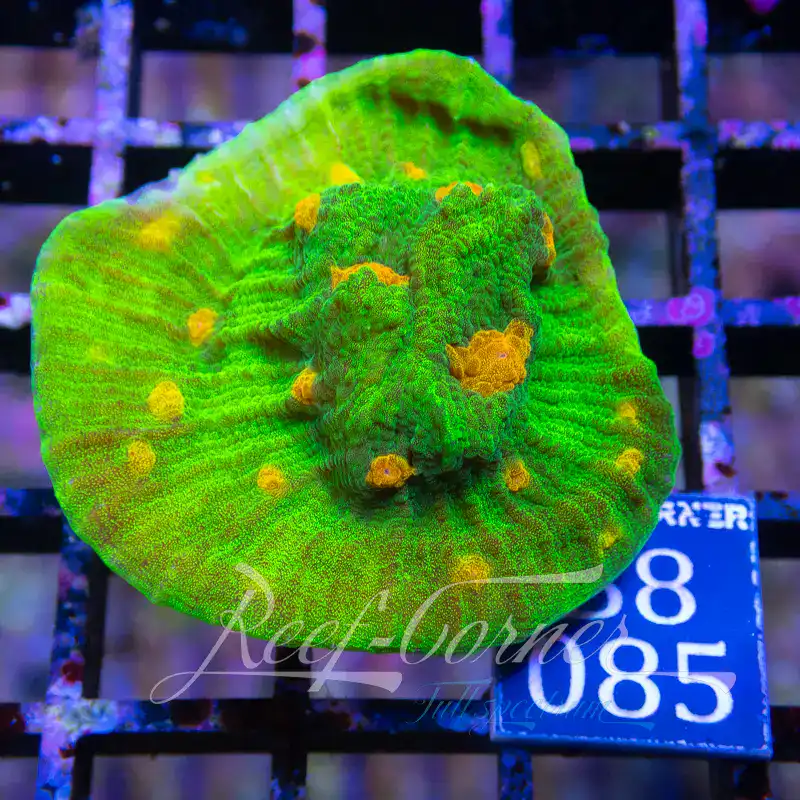 Space invader Chalice • Reef Corner Europe