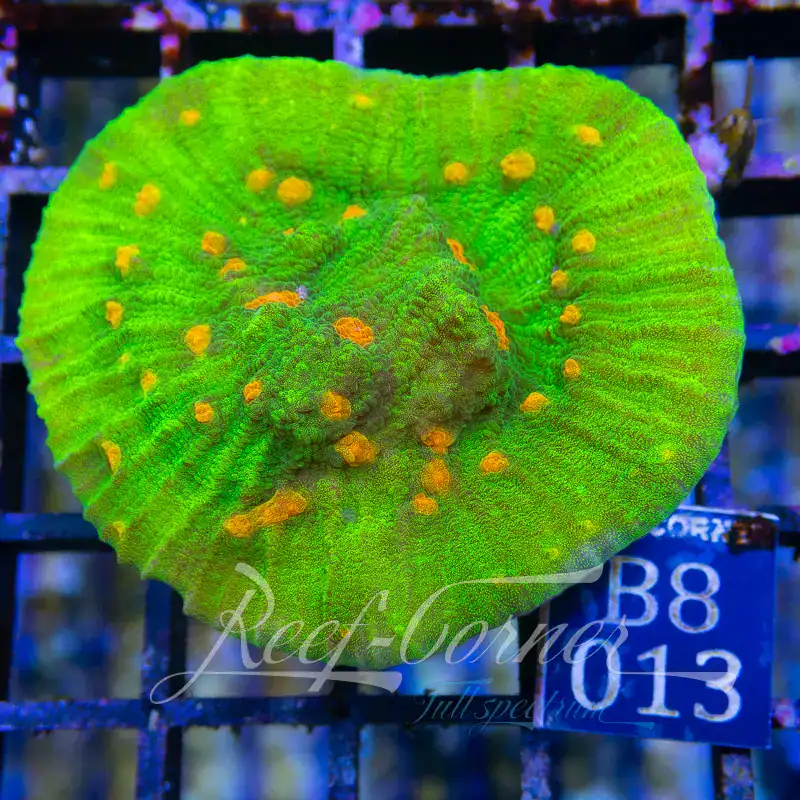 Space invader Chalice • Reef Corner Europe