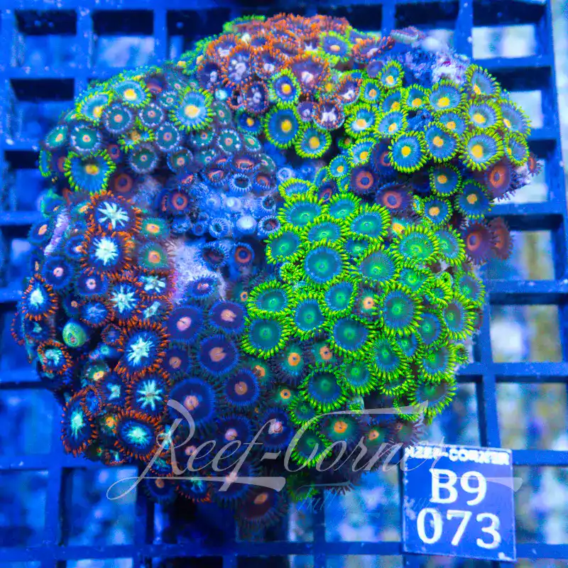 Zoa Garden - Reef Corner Europe