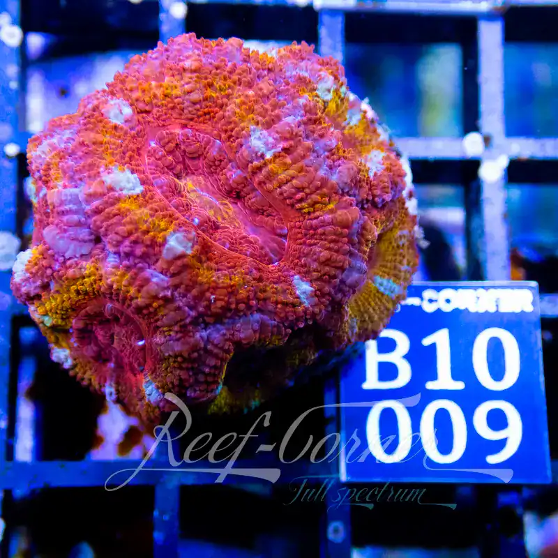 RC Ultimate Firecamp Acanthastrea - Reef Corner Europe
