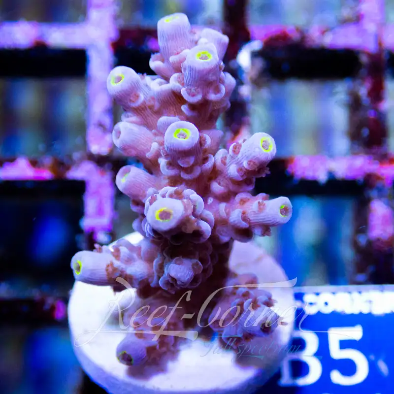 Acropora frag - Reef Corner Europe