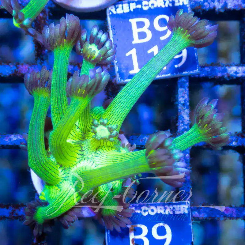 TSA Sparkle Goniopora - Reef Corner Europe