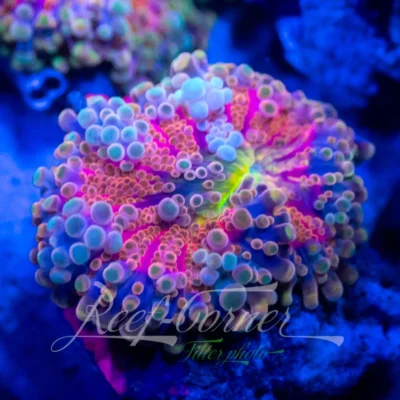 Mushroom - Reef Corner Europe