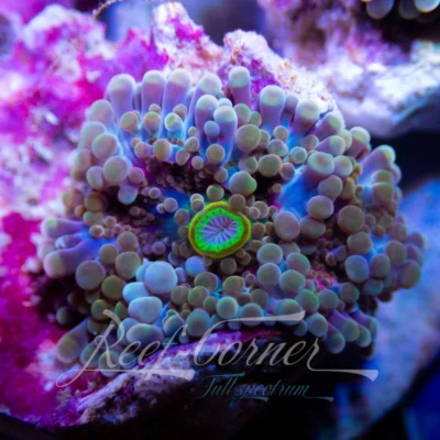 Mushroom - Reef Corner Europe