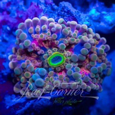 Mushroom - Reef Corner Europe