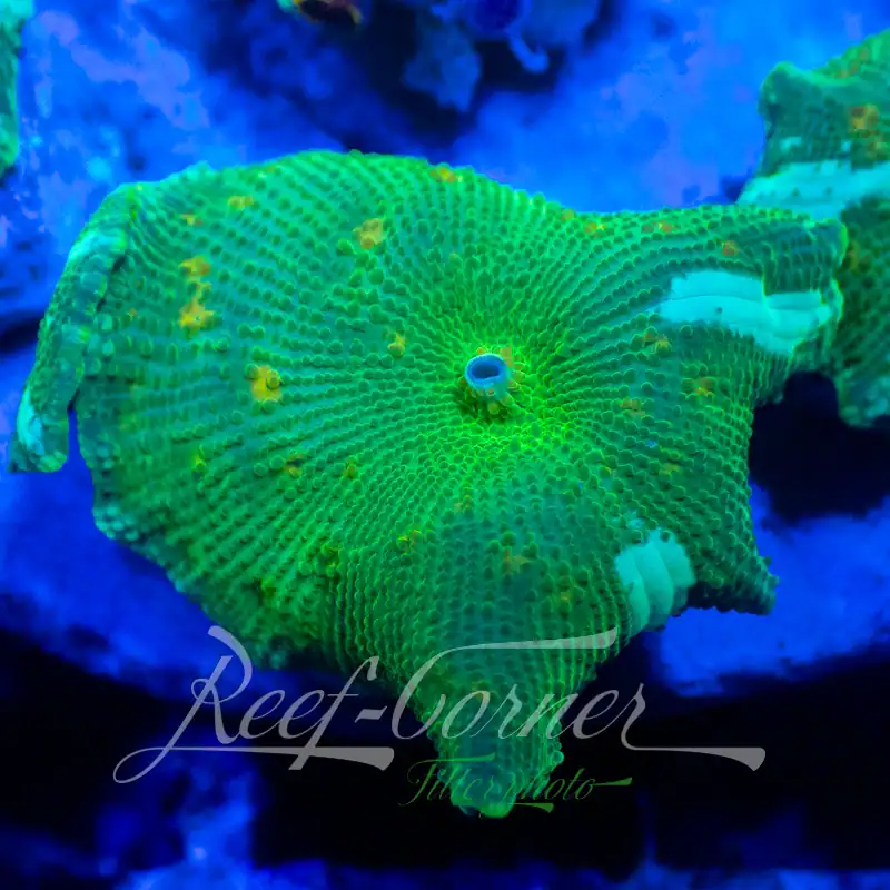 Discosoma Mushroom - Reef Corner Europe