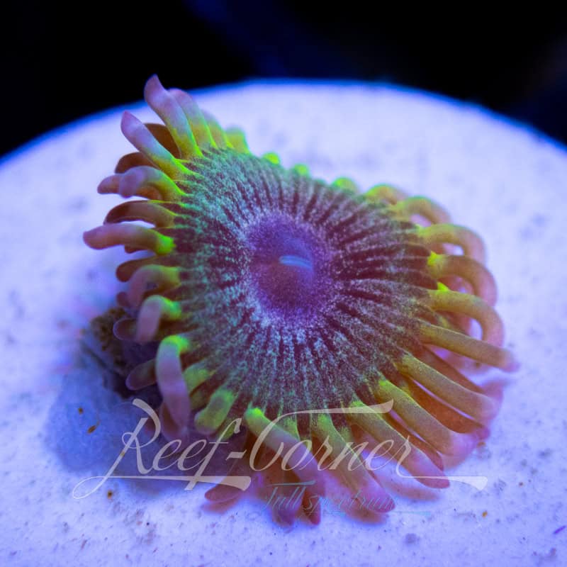 RC Obsidian Crown Zoanthus - Reef Corner Europe