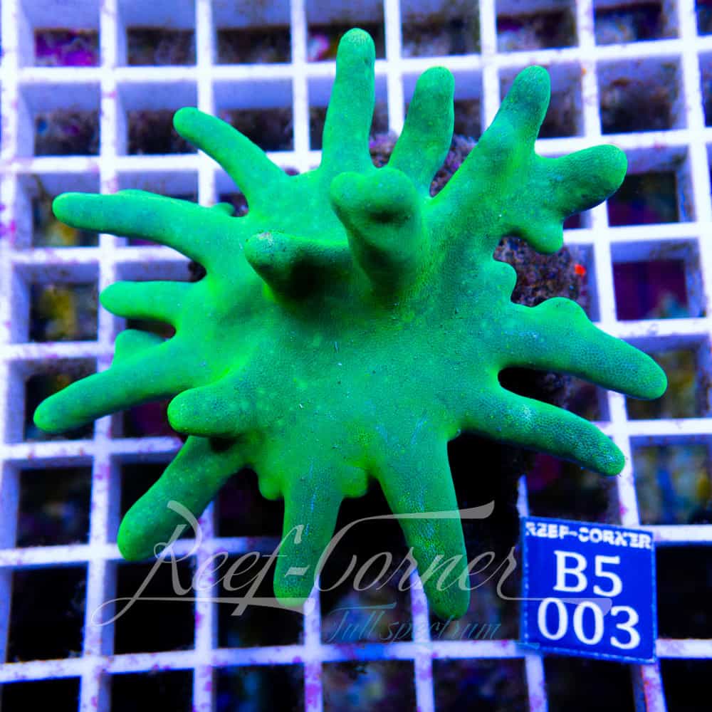 Lobophytum spp - Reef Corner Europe