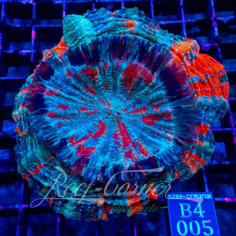 Rainbow Acanthophyllia - Reef Corner Europe