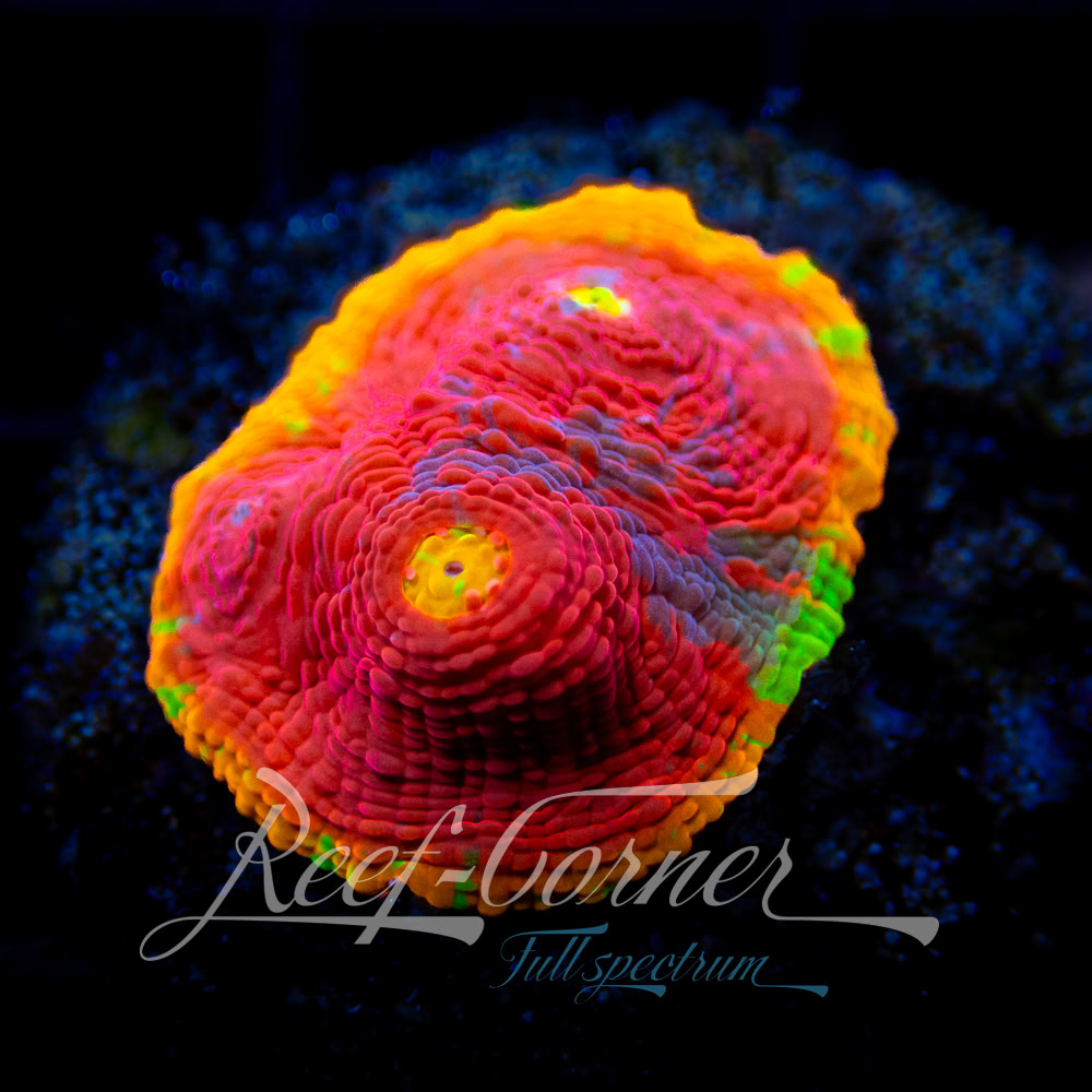 Bugatti Chalice 2cm - Reef Corner Europe
